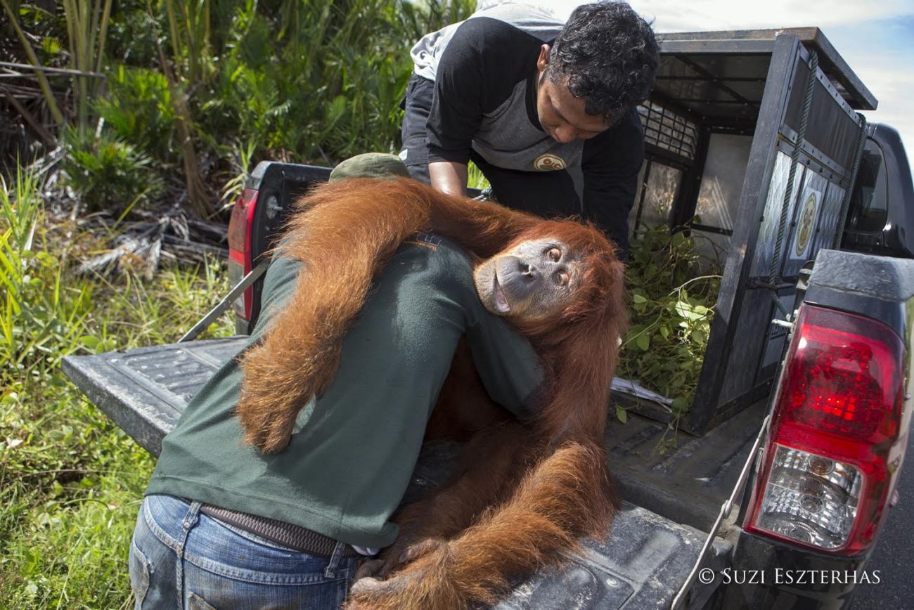 Orangutan rescue: photo story - SOS – Sumatran Orangutan Society