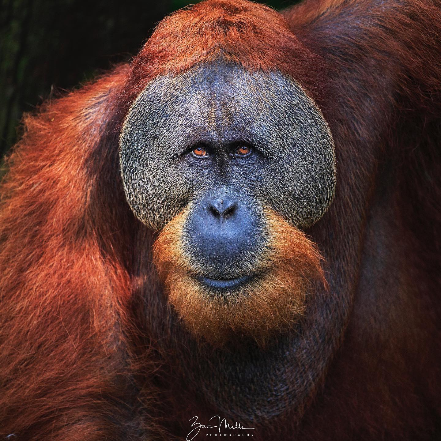 Sumatran Orangutan Face