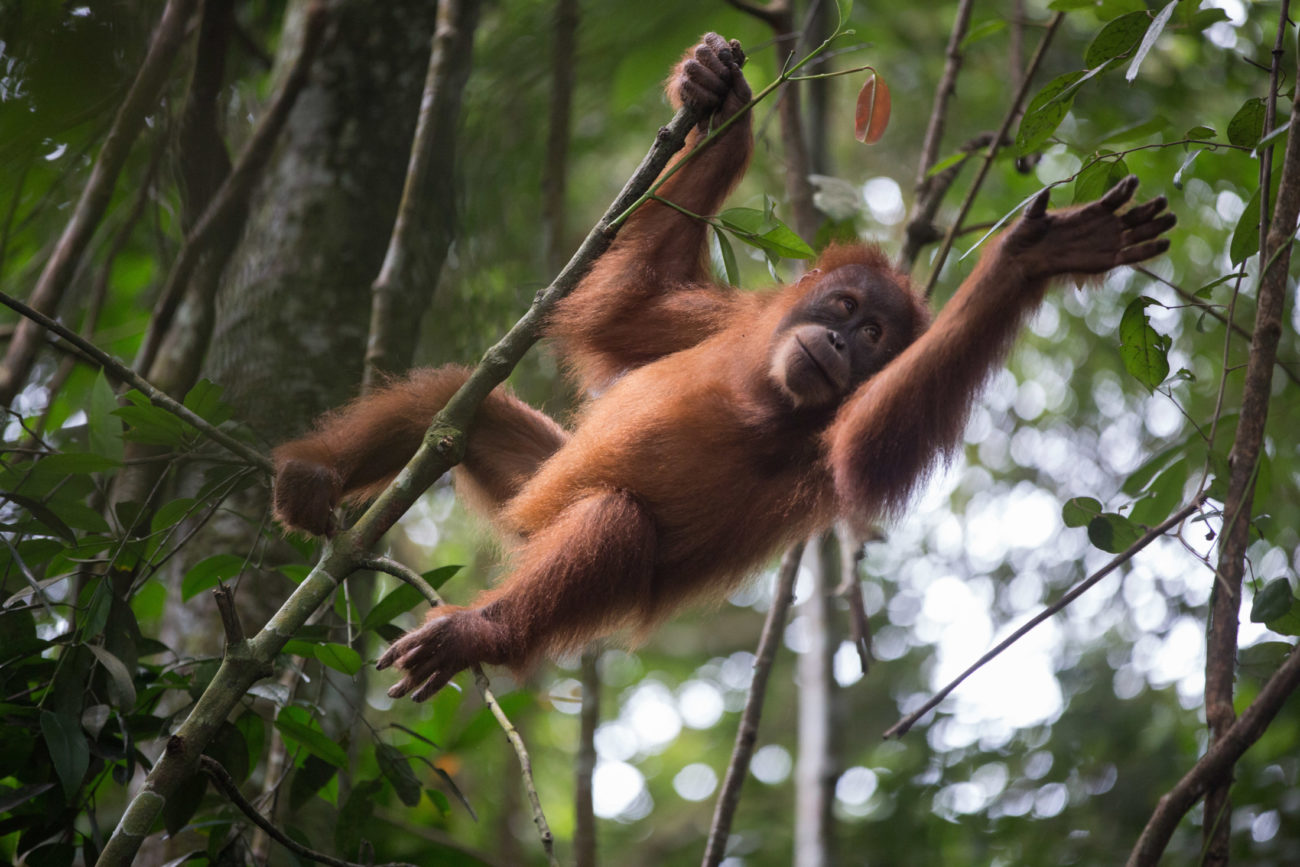 Golden Rainforest Peanut Butter - SOS – Sumatran Orangutan Society