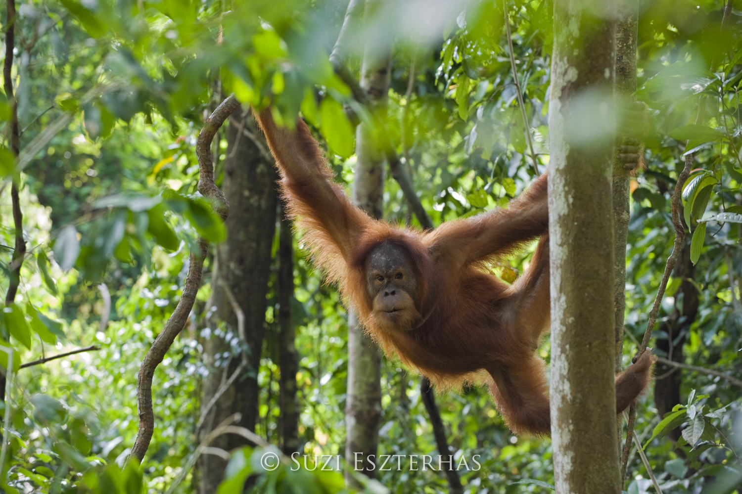 Vision & Mission - SOS – Sumatran Orangutan Society
