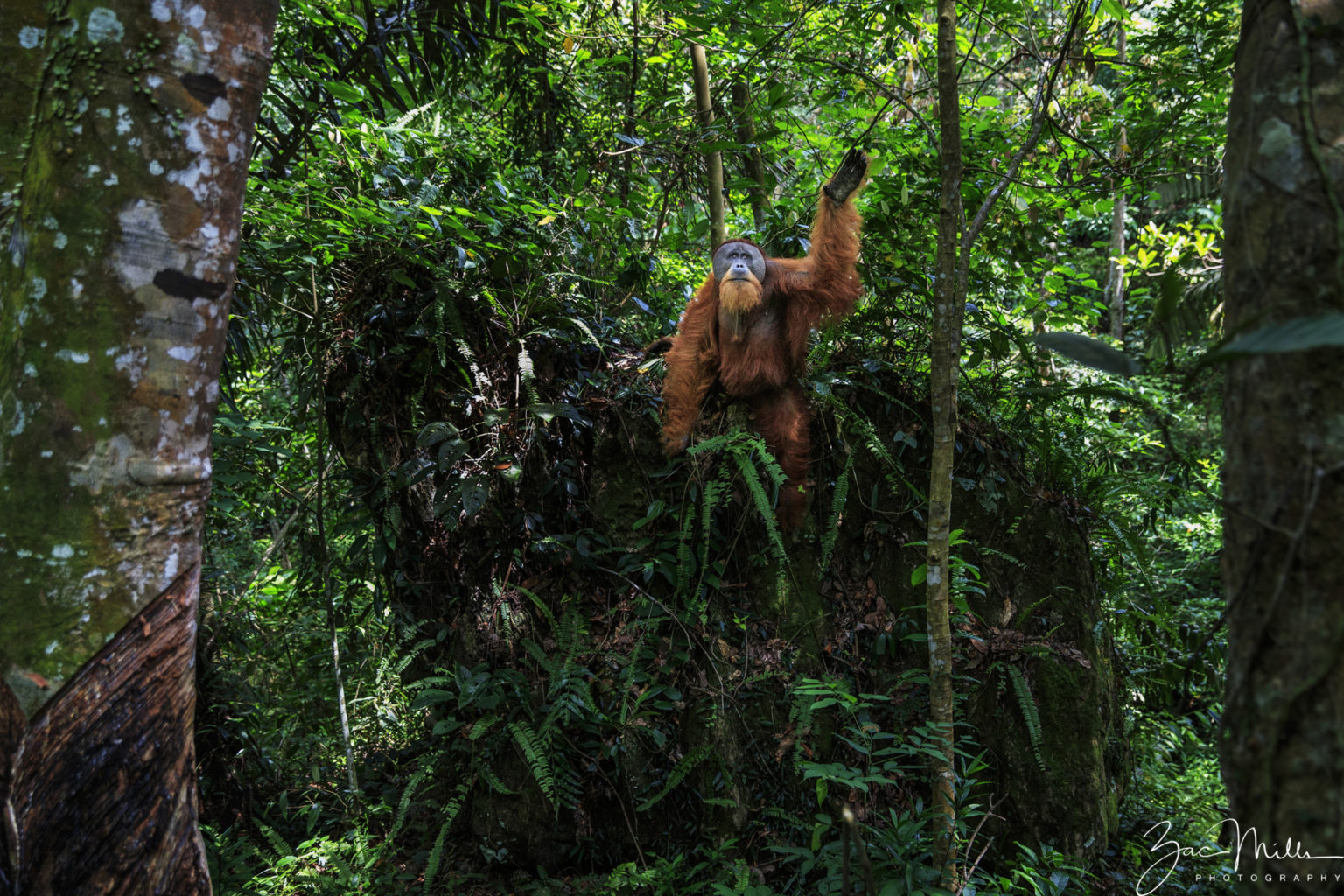 Our Approach - SOS – Sumatran Orangutan Society