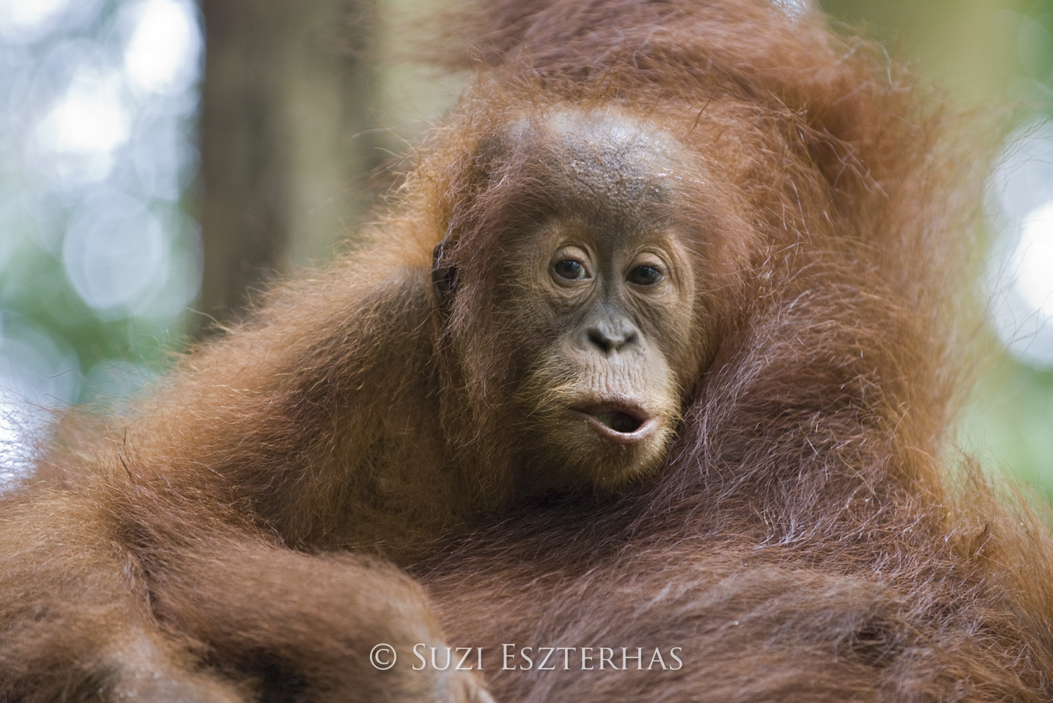 Orangutan slang - SOS – Sumatran Orangutan Society