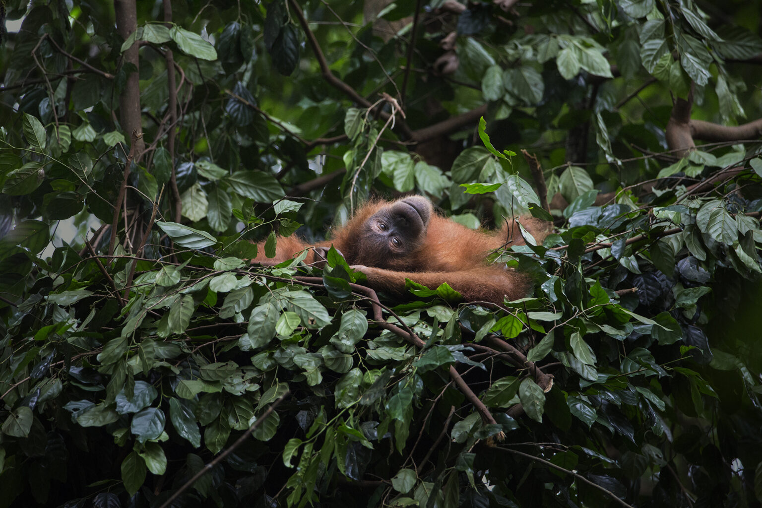 About Orangutans - SOS – Sumatran Orangutan Society