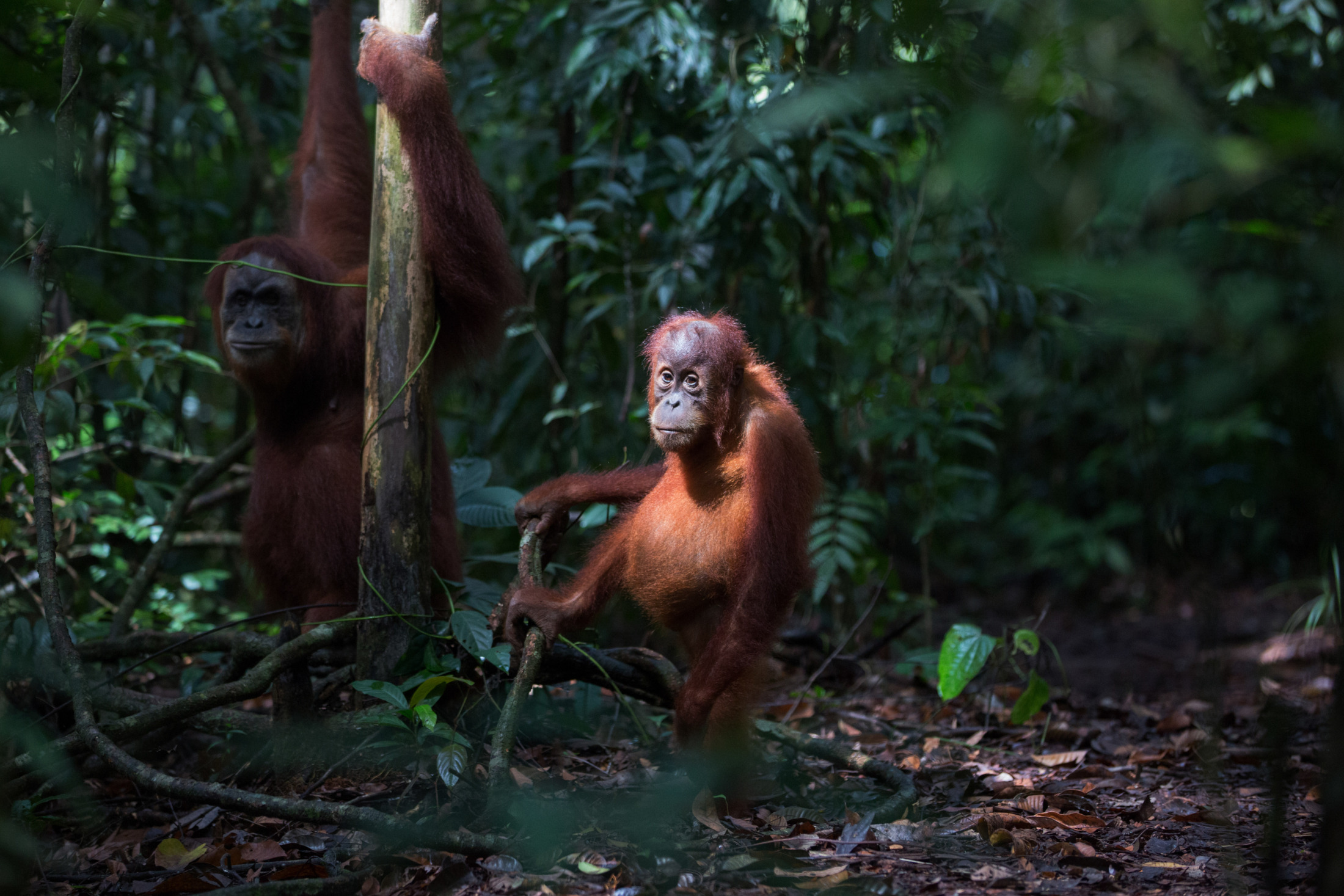 Donor Promise - SOS – Sumatran Orangutan Society