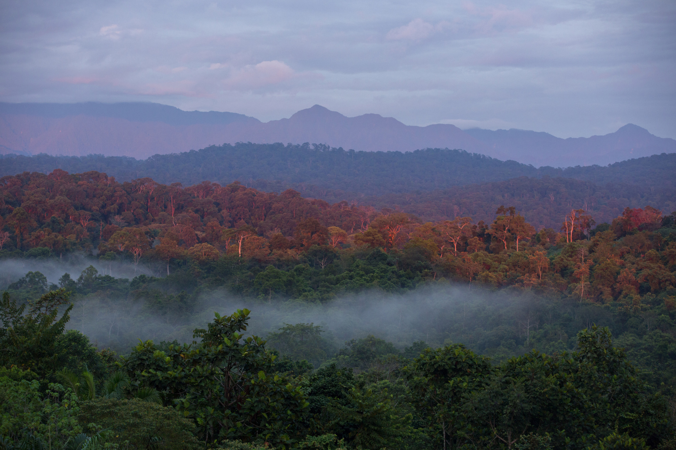 What's So Special About Sumatra? - SOS – Sumatran Orangutan Society