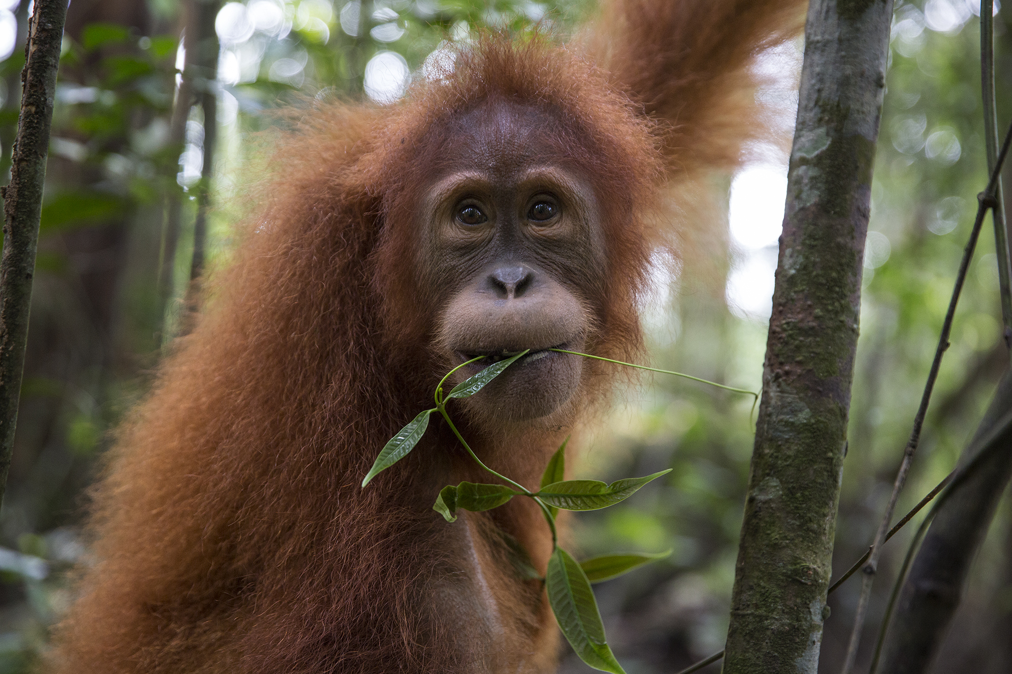 Get Involved - SOS – Sumatran Orangutan Society