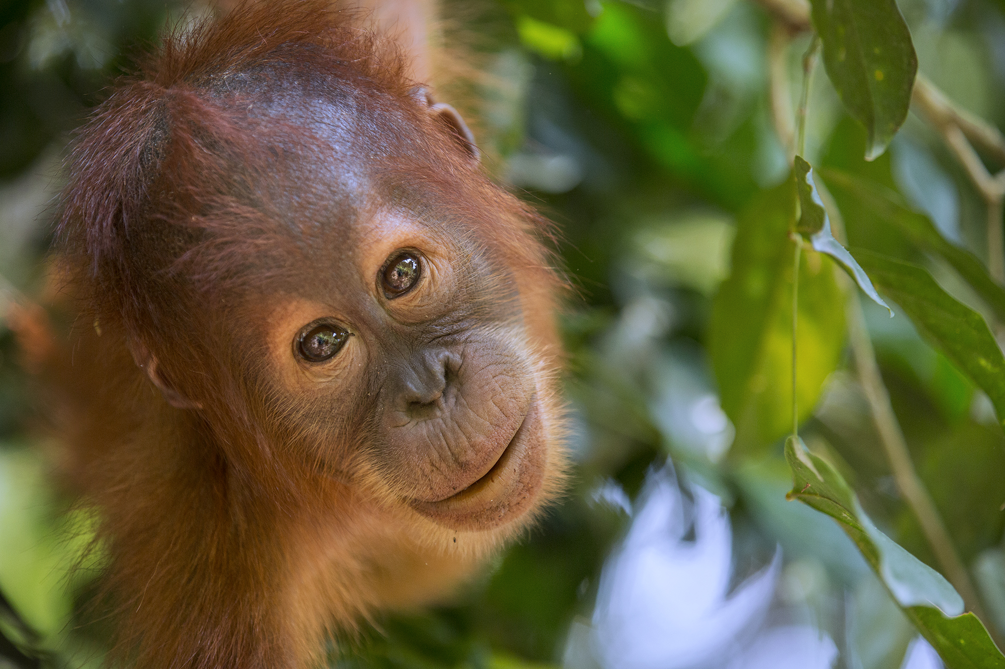 Protect wild orangutans - SOS – Sumatran Orangutan Society