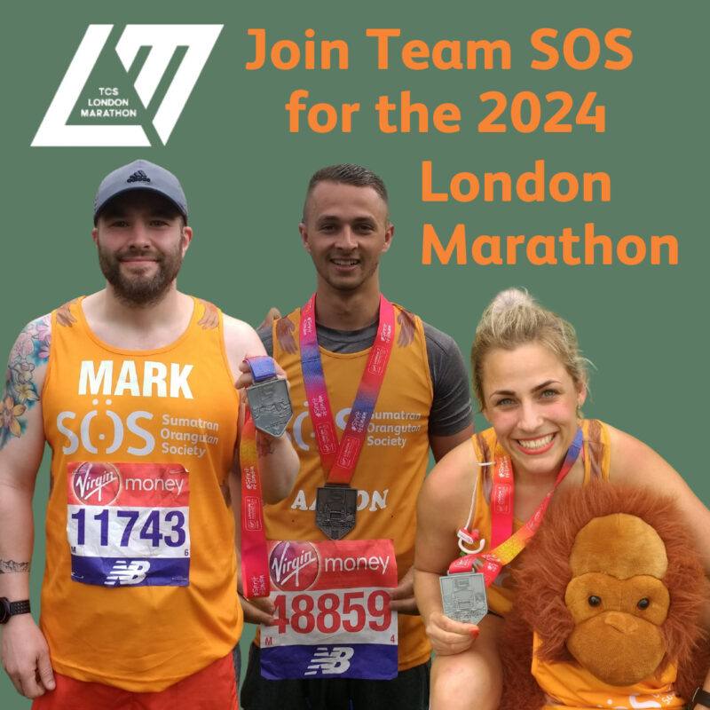 London Marathon - SOS – Sumatran Orangutan Society