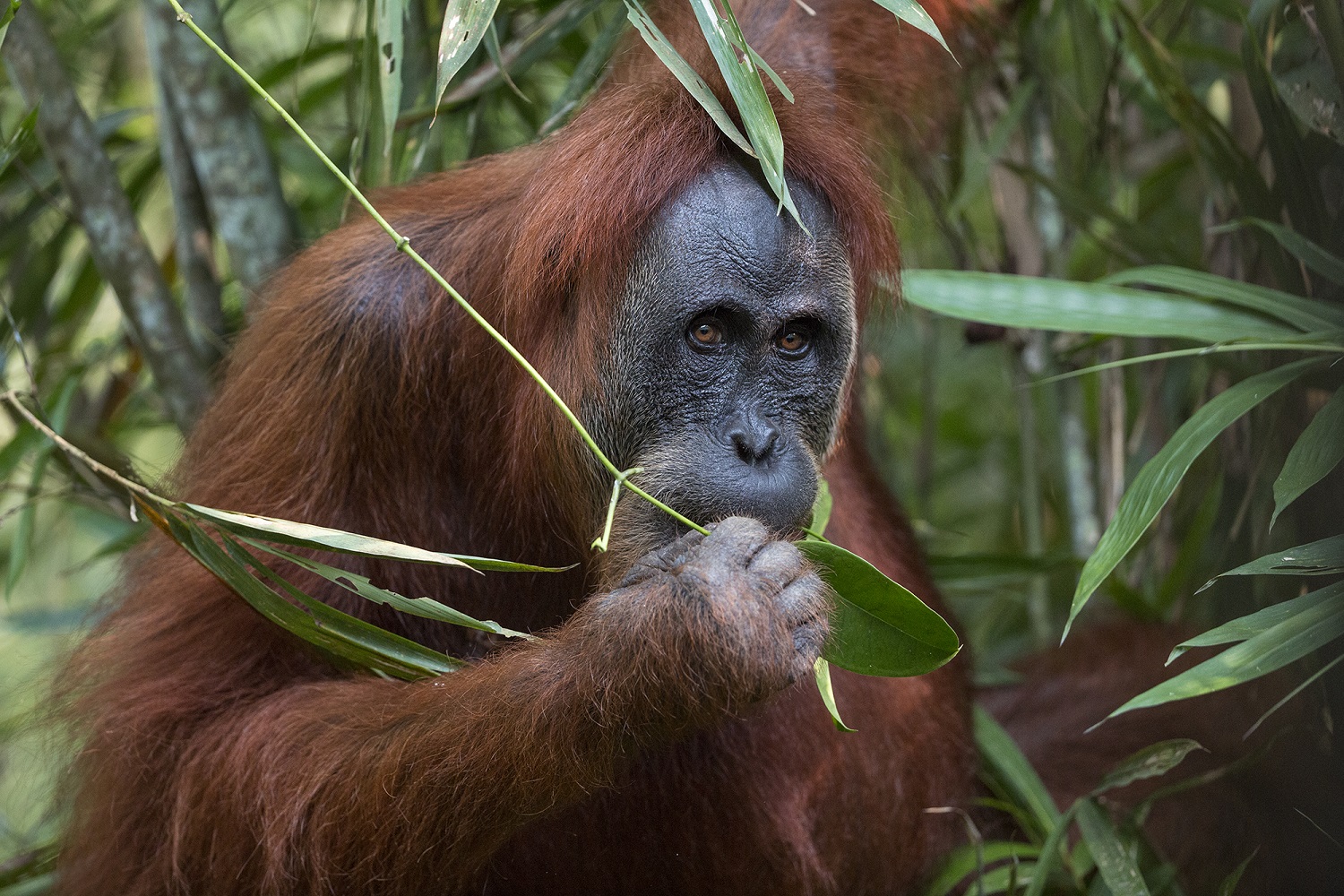 Our Conservation Goals: Protect - SOS – Sumatran Orangutan Society