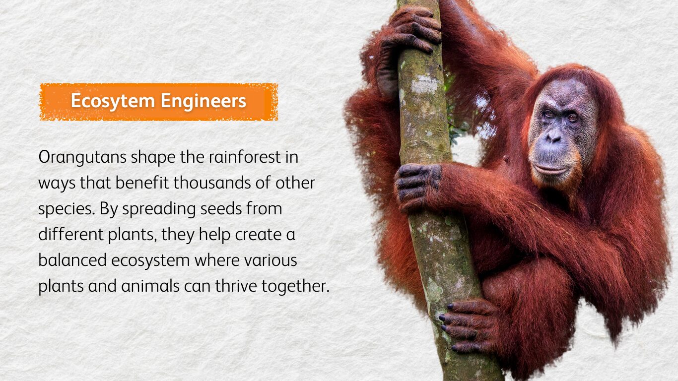 International Orangutan Day: How Orangutans Keep Ecosystems Thriving 🦧🌿 ...
