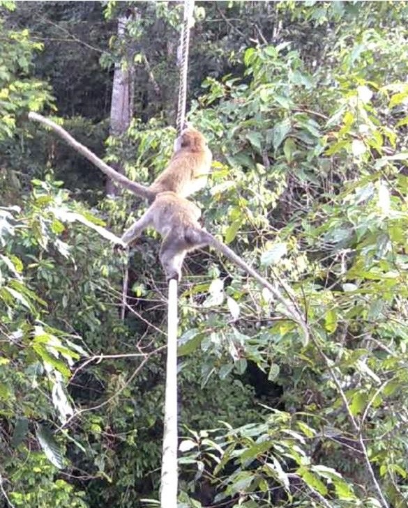 Macaques Make History: First Use of Artificial Canopy Bridge in West ...