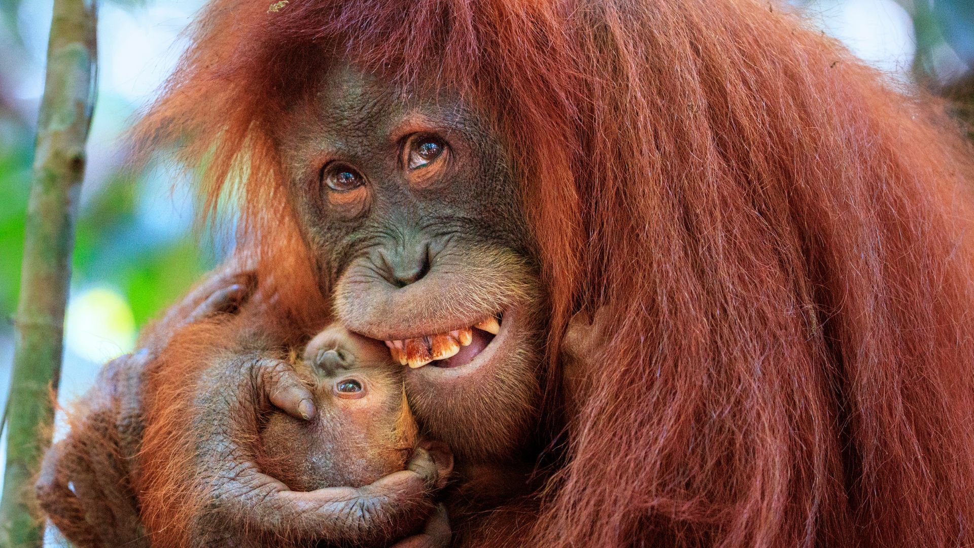 Humans are the only animals with a chin – and now we know why - SOS ...