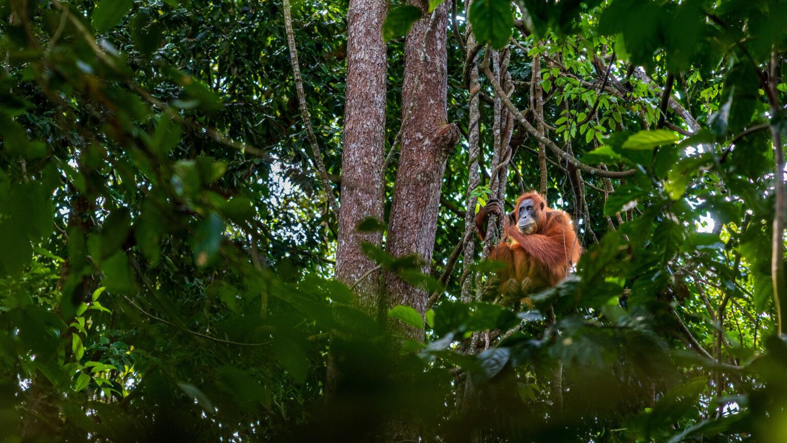 Rainforests and Resilience: Celebrating World Mental Health Day - SOS ...