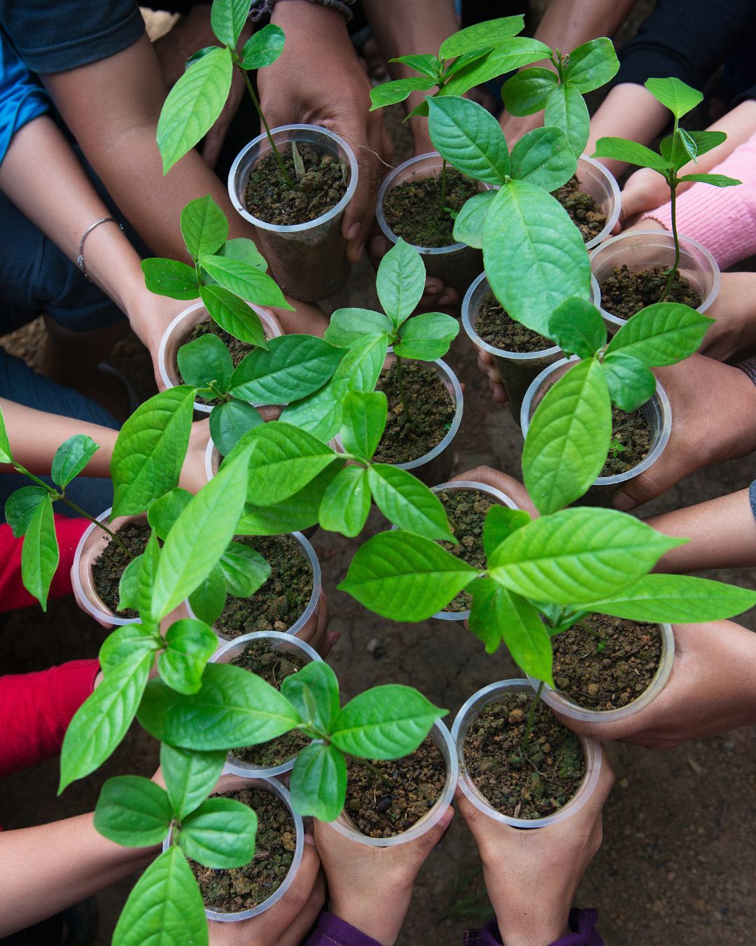 The Rewild Fund - SOS – Sumatran Orangutan Society