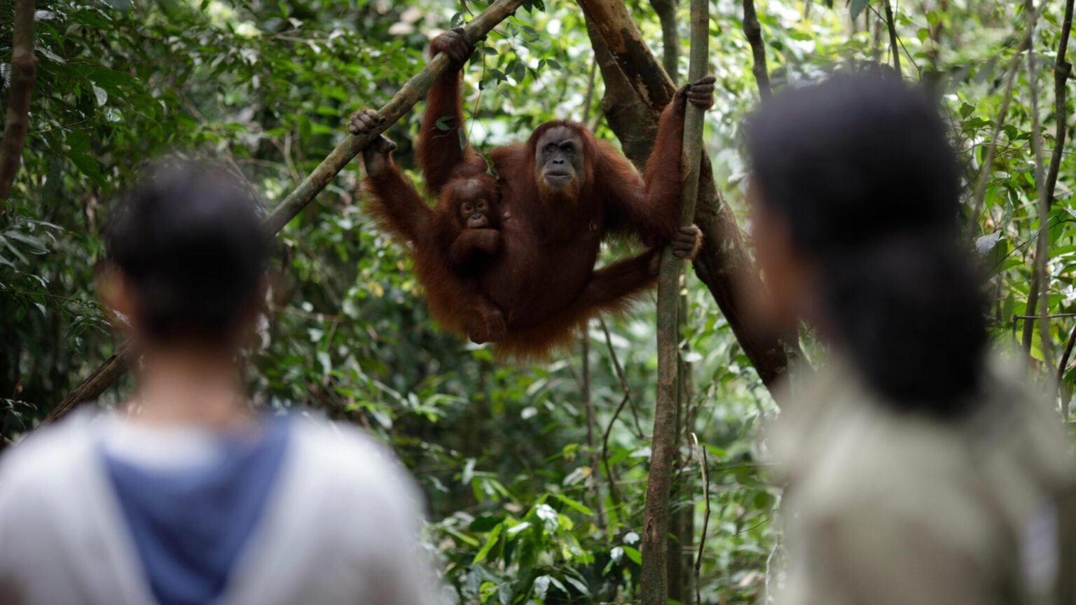 When Fields and Forests Collide: Resolving Human-Orangutan Conflict ...