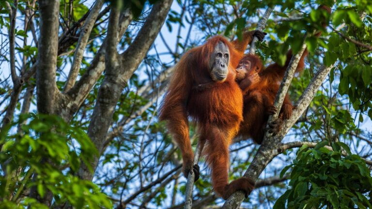 The Remarkable Bond Between Sumatran Orangutan Mothers and Their Offspring - SOS – Sumatran ...