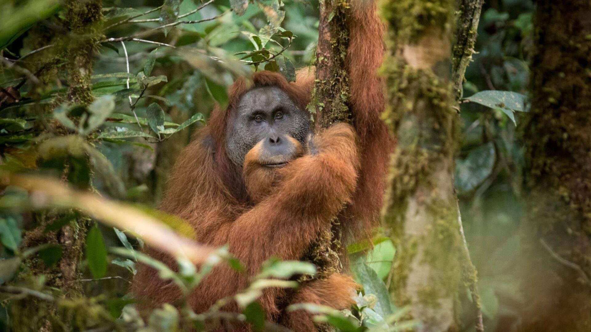 New Discovery: Critically Endangered Tapanuli Orangutans Found in ...