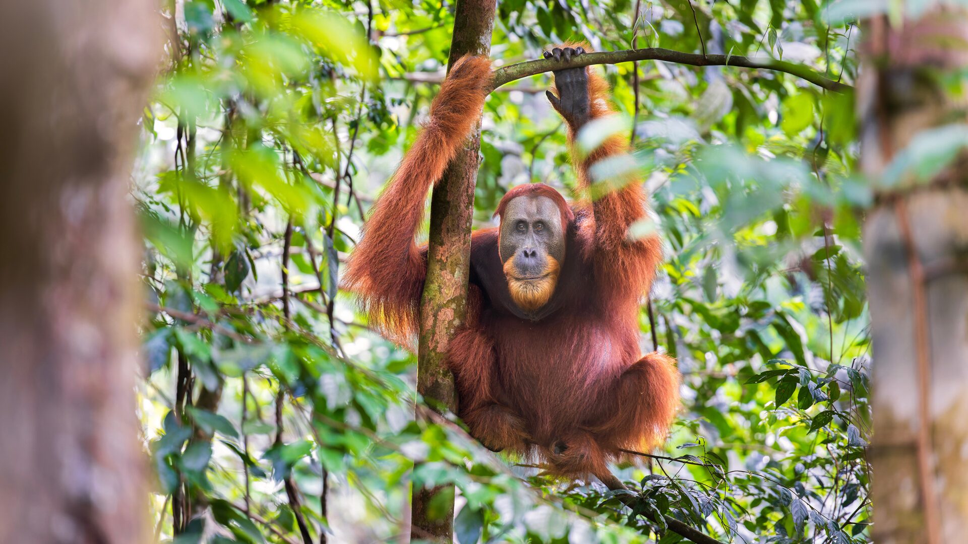 The Three Faces of the Forest: A Journey with Orangutans - SOS ...