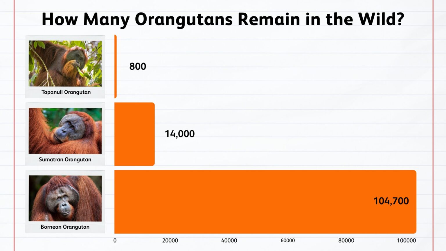 The Three Faces of the Forest: A Journey with Orangutans - SOS ...