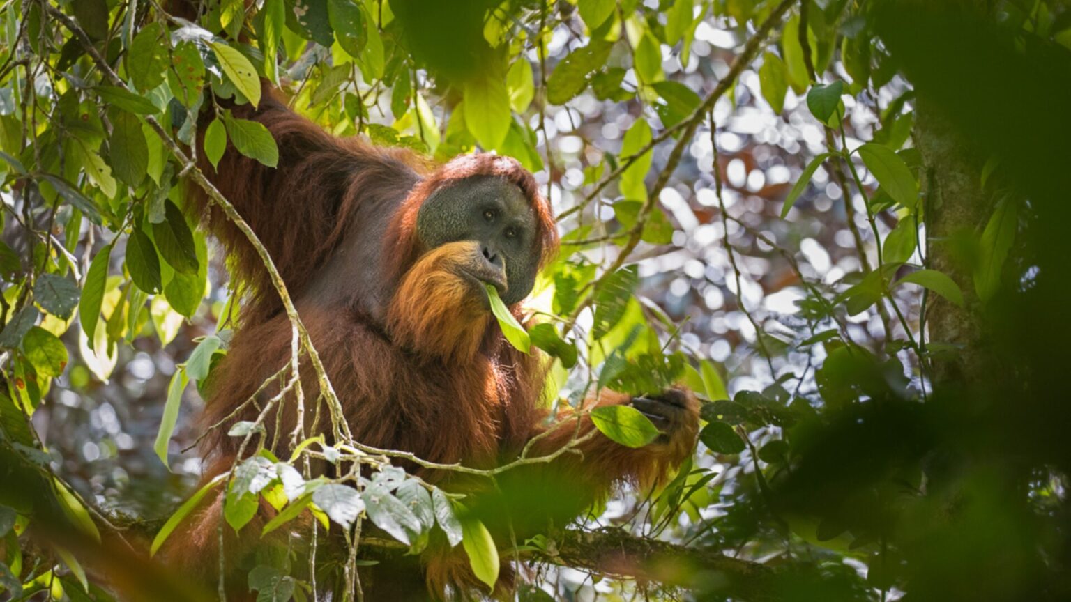 Hope for the World’s Rarest Great Ape: Tapanuli Orangutan - SOS ...