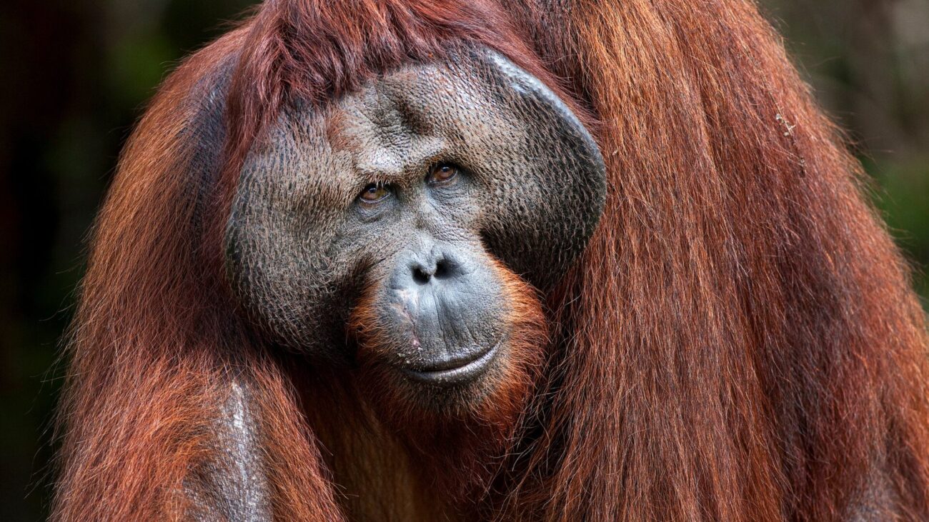 The Three Faces of the Forest: A Journey with Orangutans - SOS ...