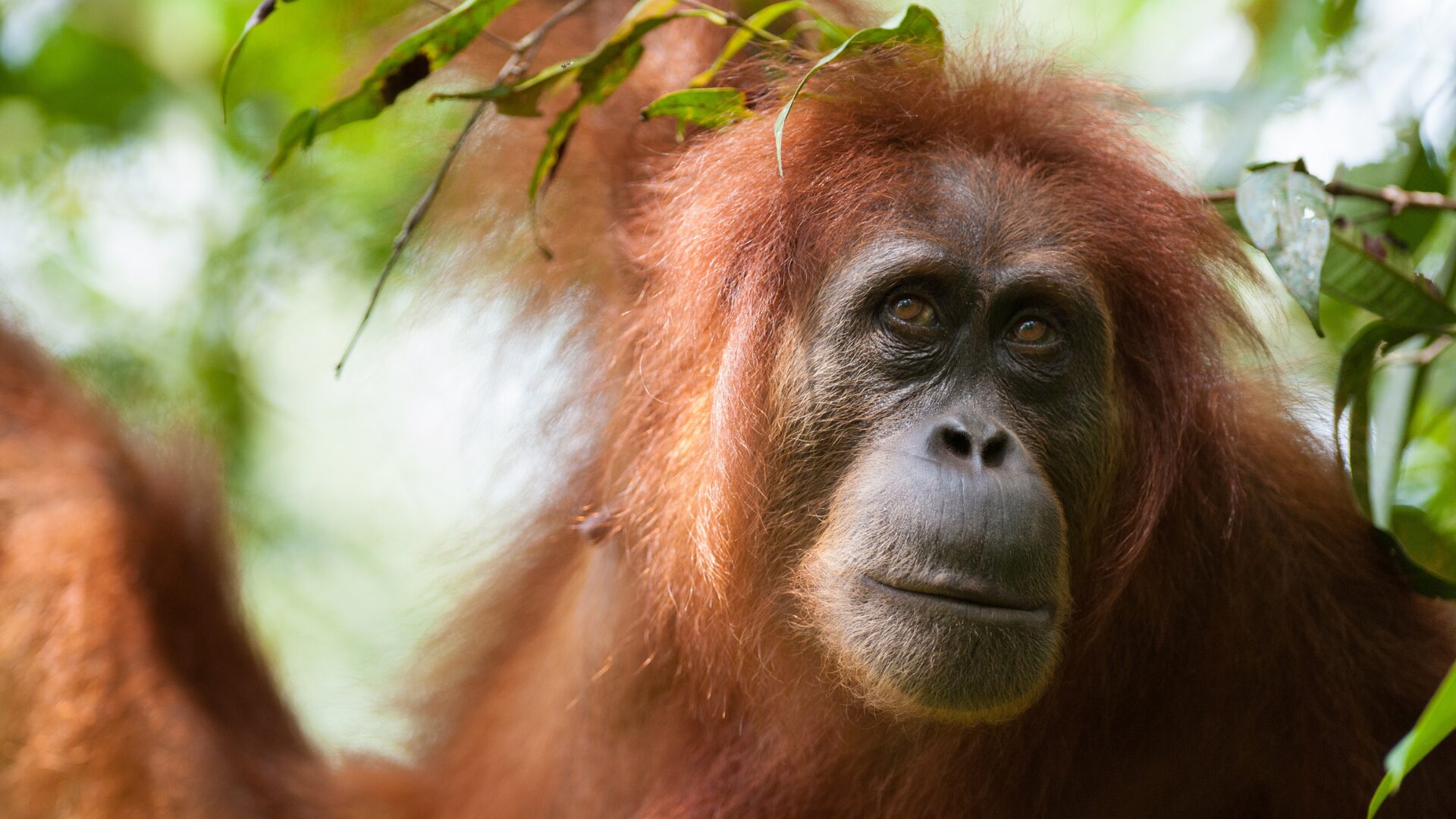 Global Conservation Efforts Are Working! But There’s One Important Next ...