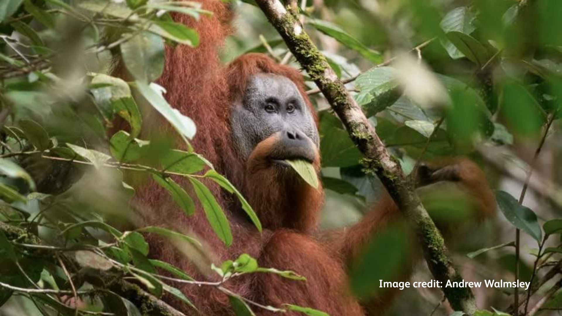 Top 25 Most Threatened Primate Species Revealed in New Report - SOS ...