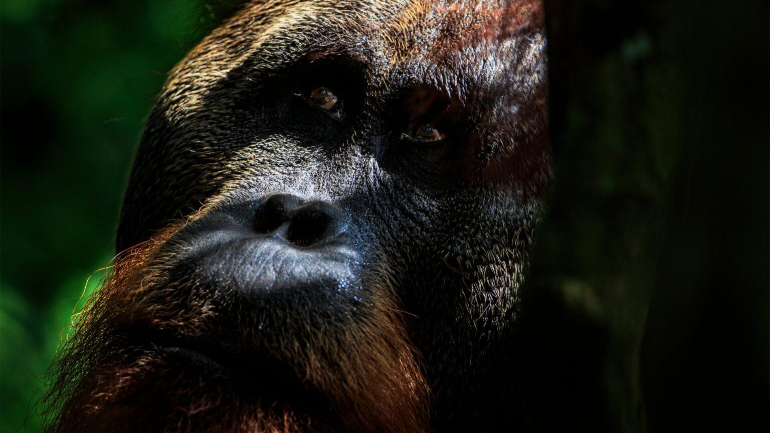 Climate Change Drove the World’s Largest Great Ape to Extinction - SOS ...