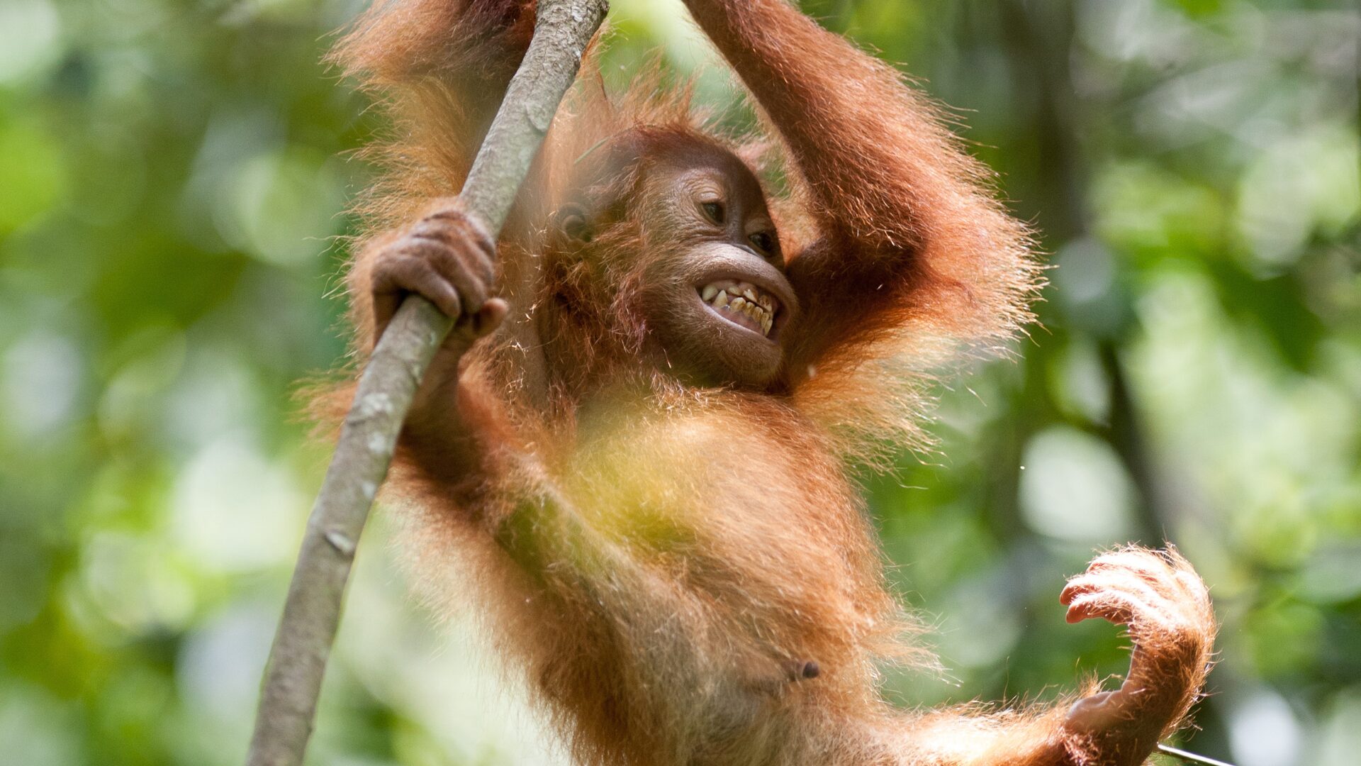 Apes Love to Spin Themselves Dizzy — Like Children Do! - SOS – Sumatran Orangutan Society