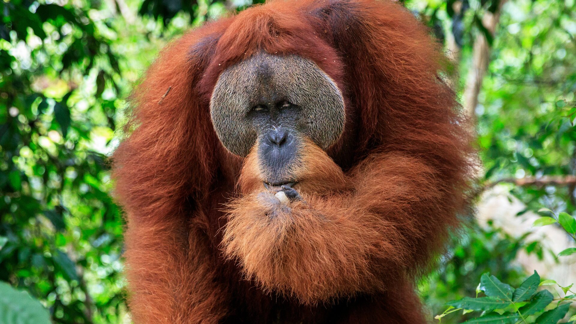 As Seed-Dispersing Animals Vanish, So Do the Plants That Rely on Them ...