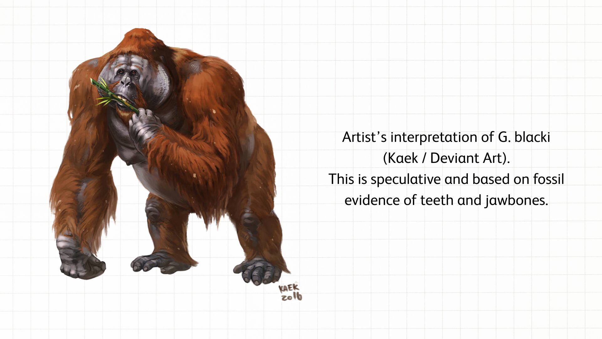 Climate Change Drove the World’s Largest Great Ape to Extinction - SOS ...