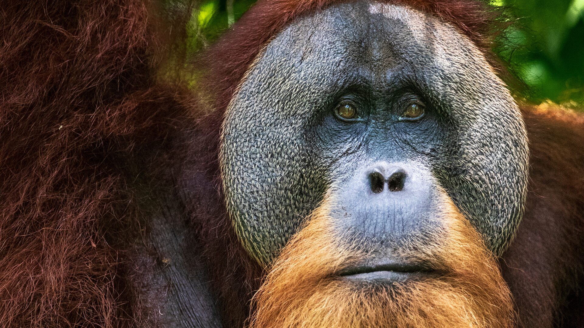 Tinder for Orangutans?! Eye Trackers Give Insight Into Mate Choice ...