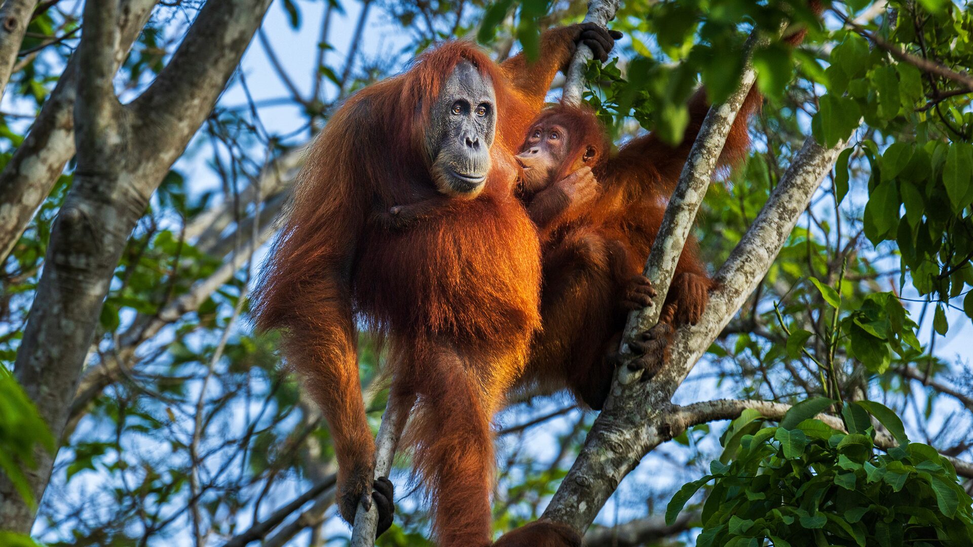 Study Reveals Orangutans Nurse Longer Than Any Mammal - SOS – Sumatran ...
