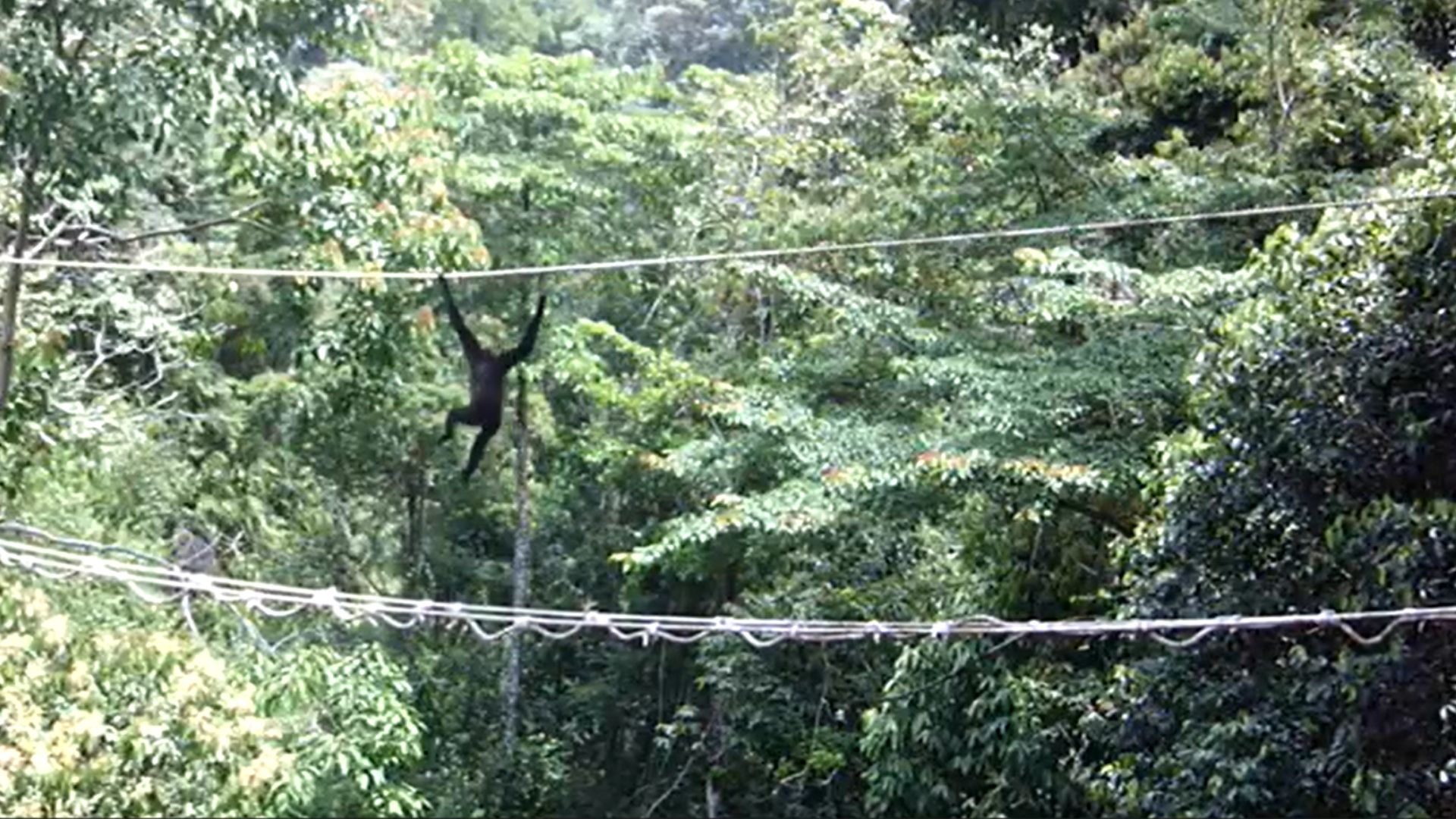 Hope on the High Ropes! Gibbons Use Canopy Bridges for the First Time ...