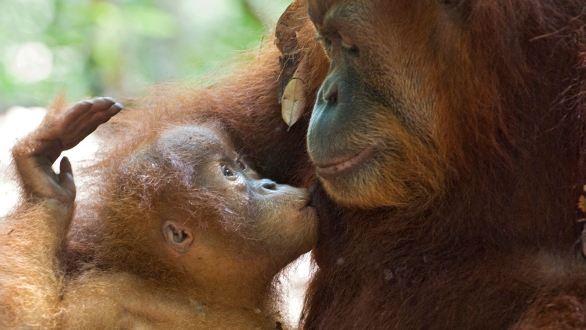 Orangutans breastfeed longer than any other mammal. Here’s why. - SOS ...